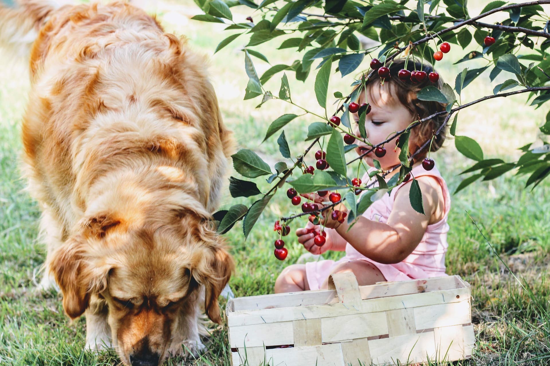 Kinder und Hunde im Haushalt? | Dein erster Hund?